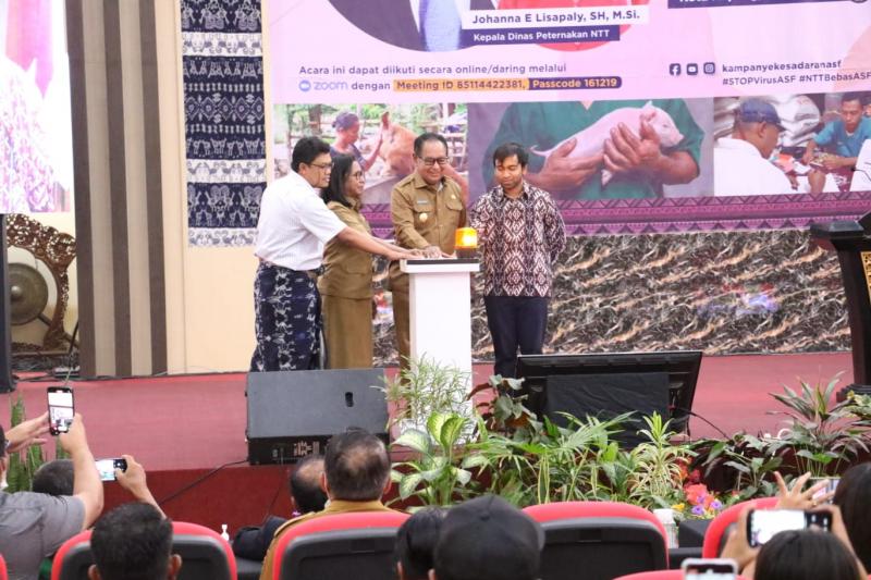 Peternak Babi di NTT Merugi Ratusan Miliar Akibat Serangan Virus AFS Peternak Babi di NTT Merugi Ratusan Miliar Akibat Serangan Virus AFS